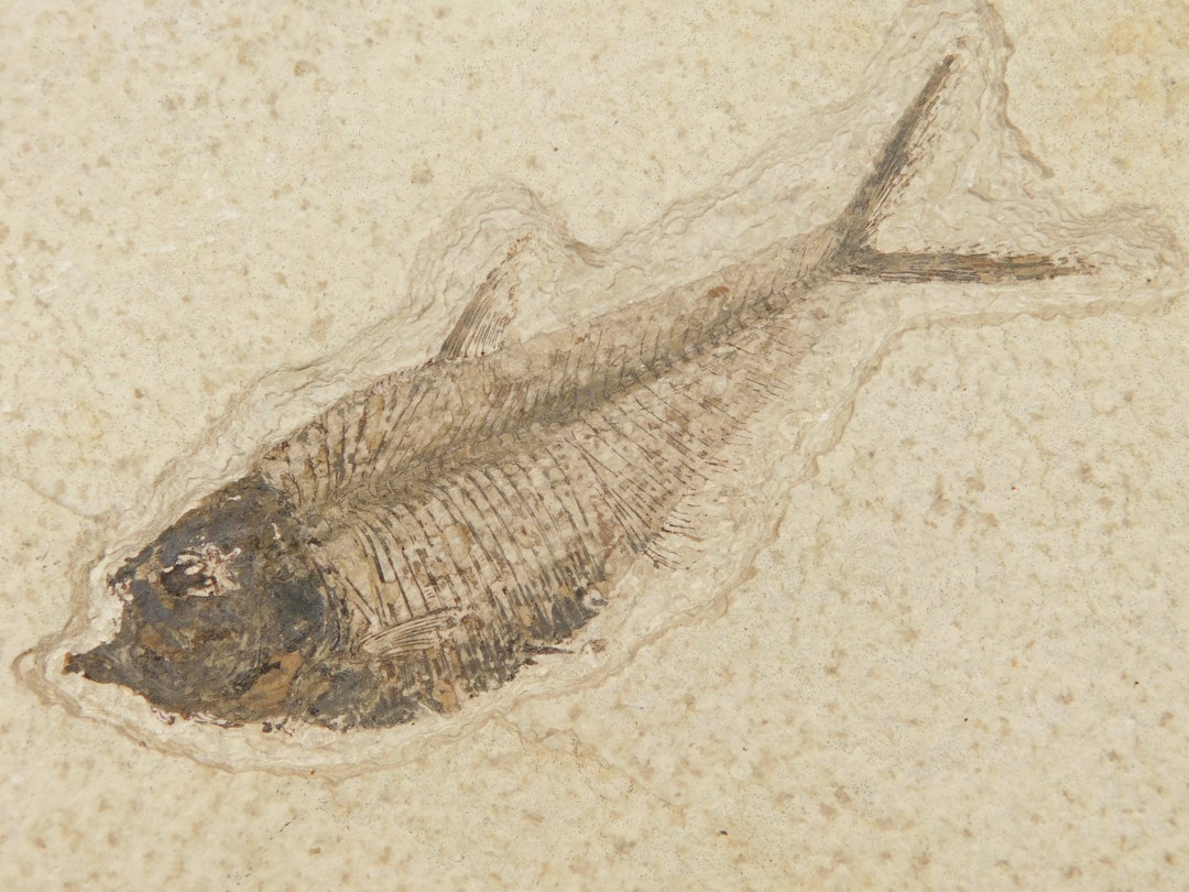 50 Million Year Old Diplomystus FISH Fossil With Stand From Wyoming ...