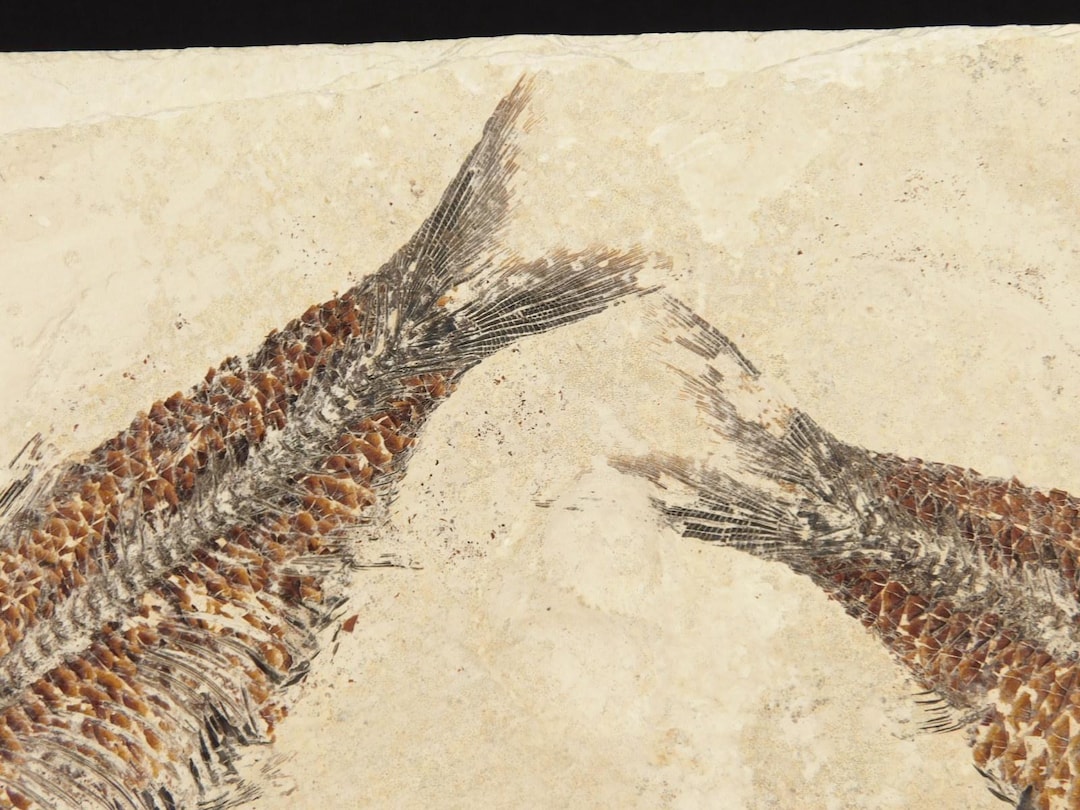 TWO! 100% Natural Knightia FISH Fossils With SCALES Fossil Lake Wyoming ...