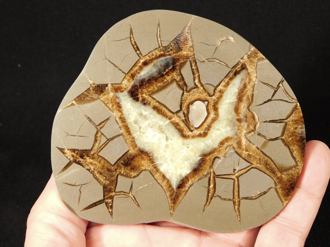 Polished SEPTARIAN Nodule Slice With a Lightning Like Pattern Utah ...