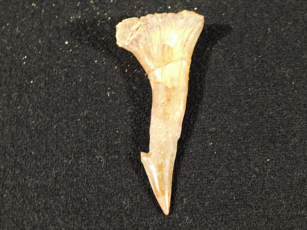Long! 120 Million YEAR Old Dinosaur Era SAWFISH Tooth Fossil Morocco 9 ...