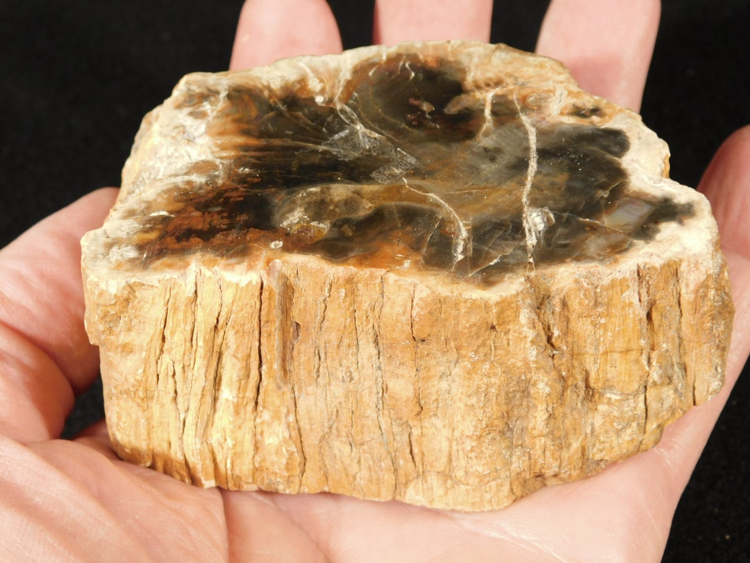 Perfect BARK 225 Million Year Old Polished Petrified Wood Fossil 395gr ...