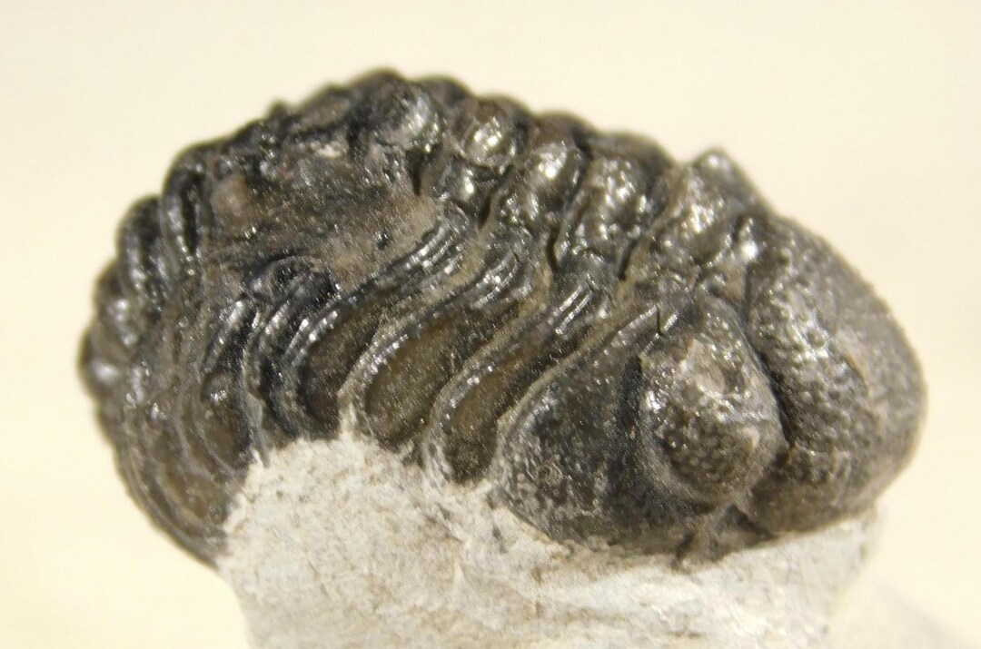 400 Million Year Old! PHACOPS Trilobite Fossil on Matrix! Morocco 29 ...