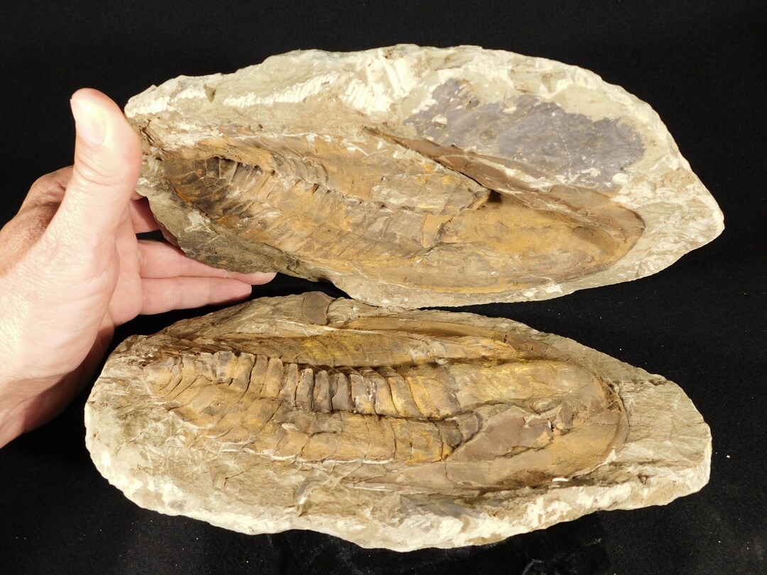 GIANT 530 Million Year OLD Andalusiana Trilobite Fossil Anif Morocco ...