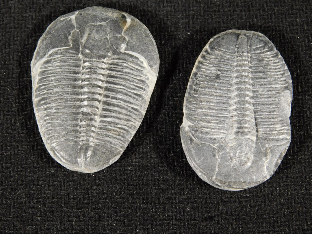 TWO 500 Million Year OLD TRILOBITE Fossils 100% Natural Utah 5.29 - Etsy