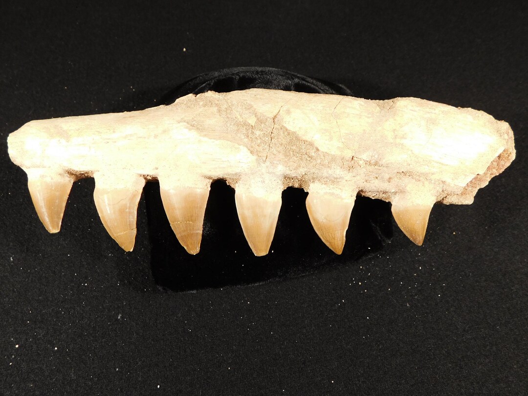 LONG! Mosasaurus JAW Bone Fossil With SIX! Tooth Fossils Morocco 265gr ...