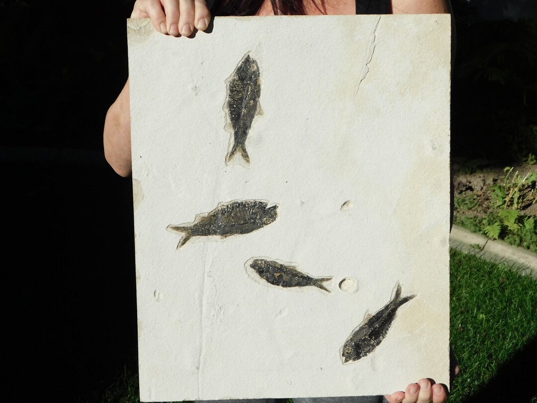 FOUR Knightia Fish Fossils on BIG Matrix Wyoming 7969gr - Etsy