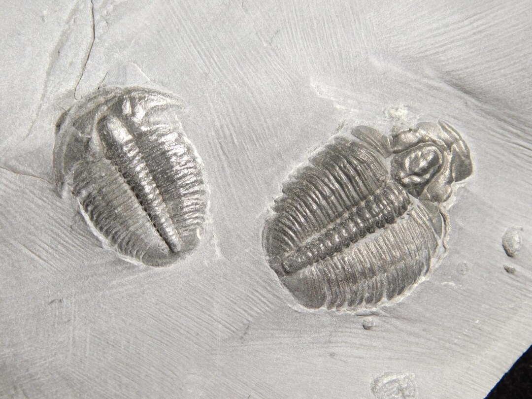 TWO 509 Million YEAR Old Elrathia Trilobite Fossils From Cambrian Utah ...