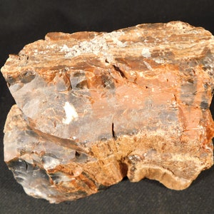 Nice BARK Larger 210 Million Year Old Petrified Wood Fossil From ...