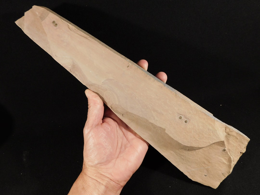 THREE Peronopsis Trilobite Fossils on HUGE Matrix From Utah 2020gr - Etsy