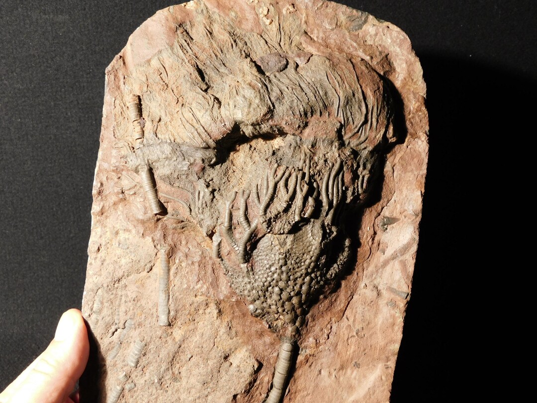 BIG!! 430 Million Year Old! CRINOID Fossil or Sea LILY Fossil Morocco ...