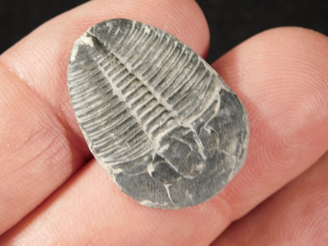 500 Million Year OLD TRILOBITE Fossil 100% Natural Utah 4.22 - Etsy