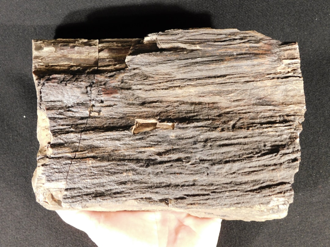 Nice BARK! BIG Petrified Wood Fossil From Jurassic Utah 5335gr - Etsy