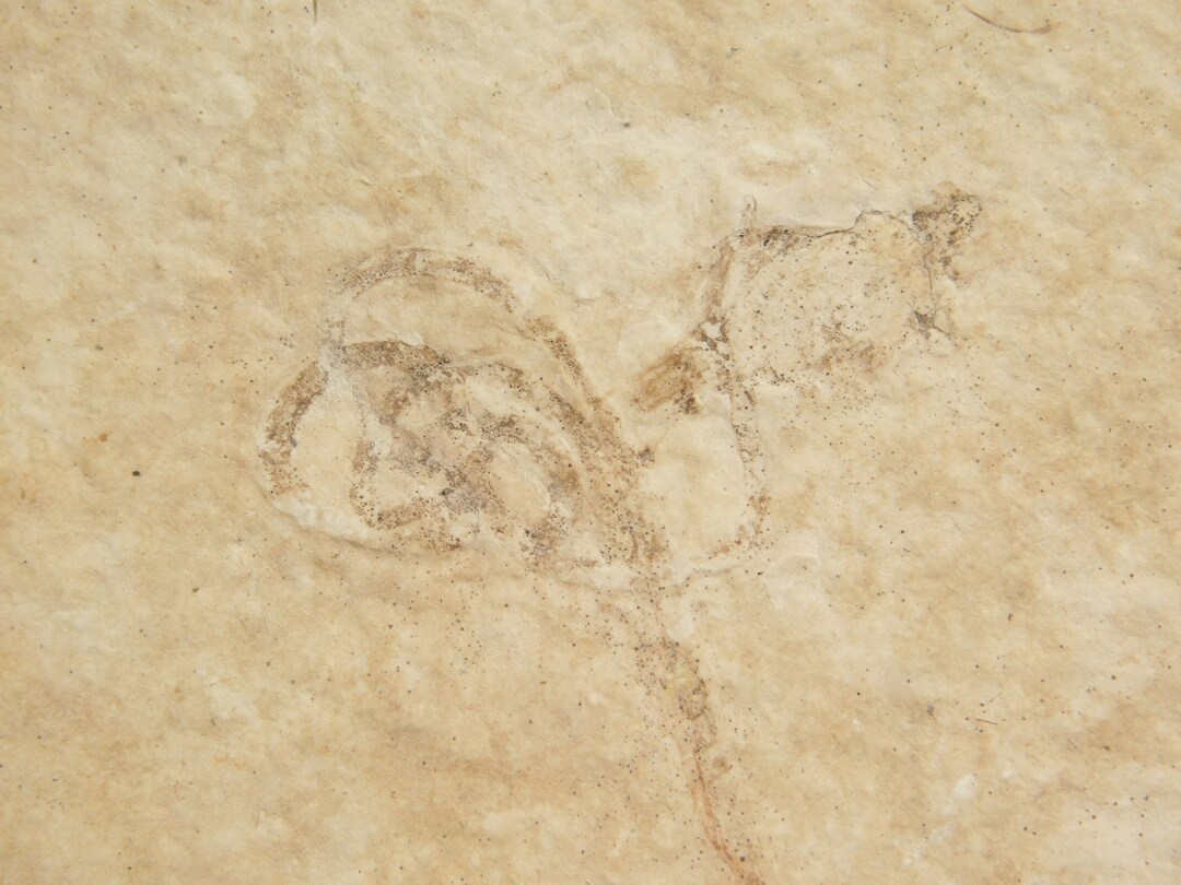 Faint Plant Fossil Stem With BLOOM Green River Formation - Etsy