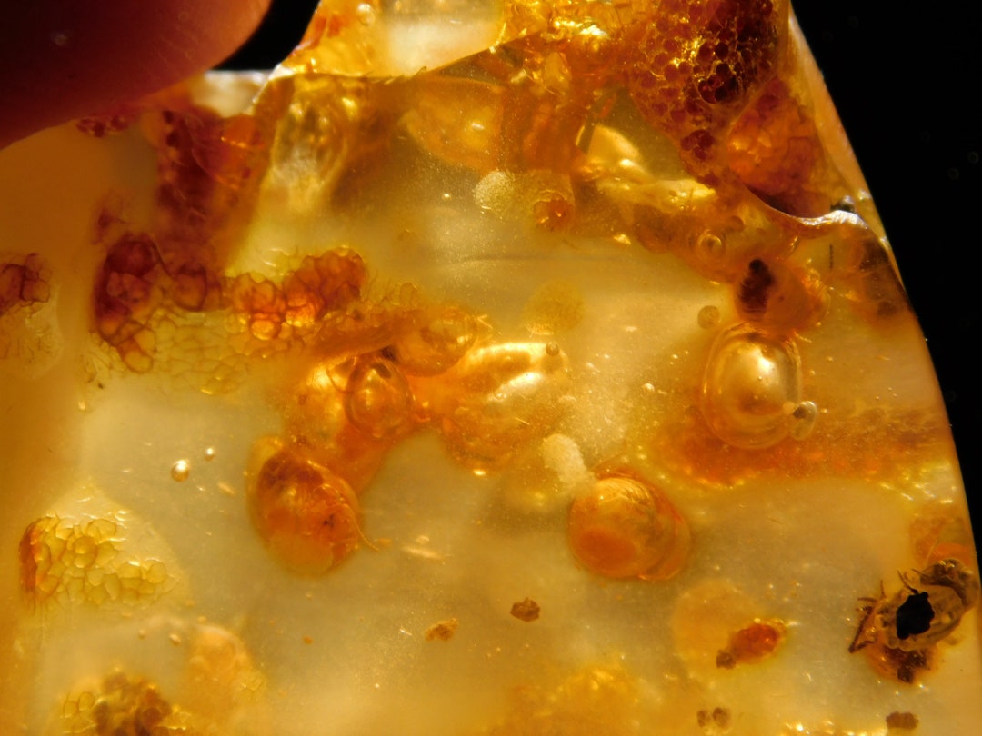 90 Million Year Old Polished Fossil AMBER From Colombia 7.8gr - Etsy