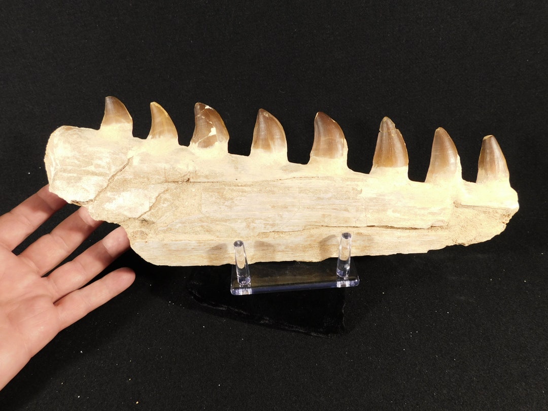 BIG 100 Million Year Old Mosasaurus JAW Bone Fossil With EIGHT Fossil ...