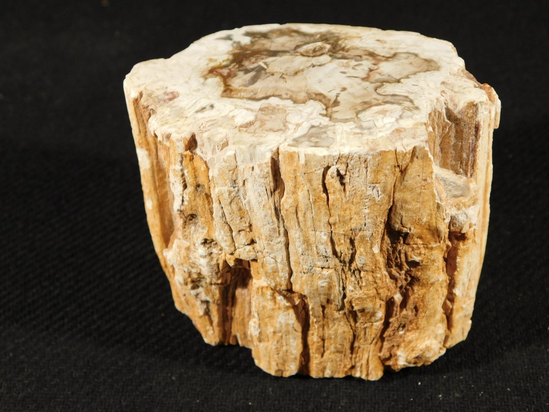 Perfect BARK 225 Million Year Old Polished Petrified Wood Fossil 370gr ...