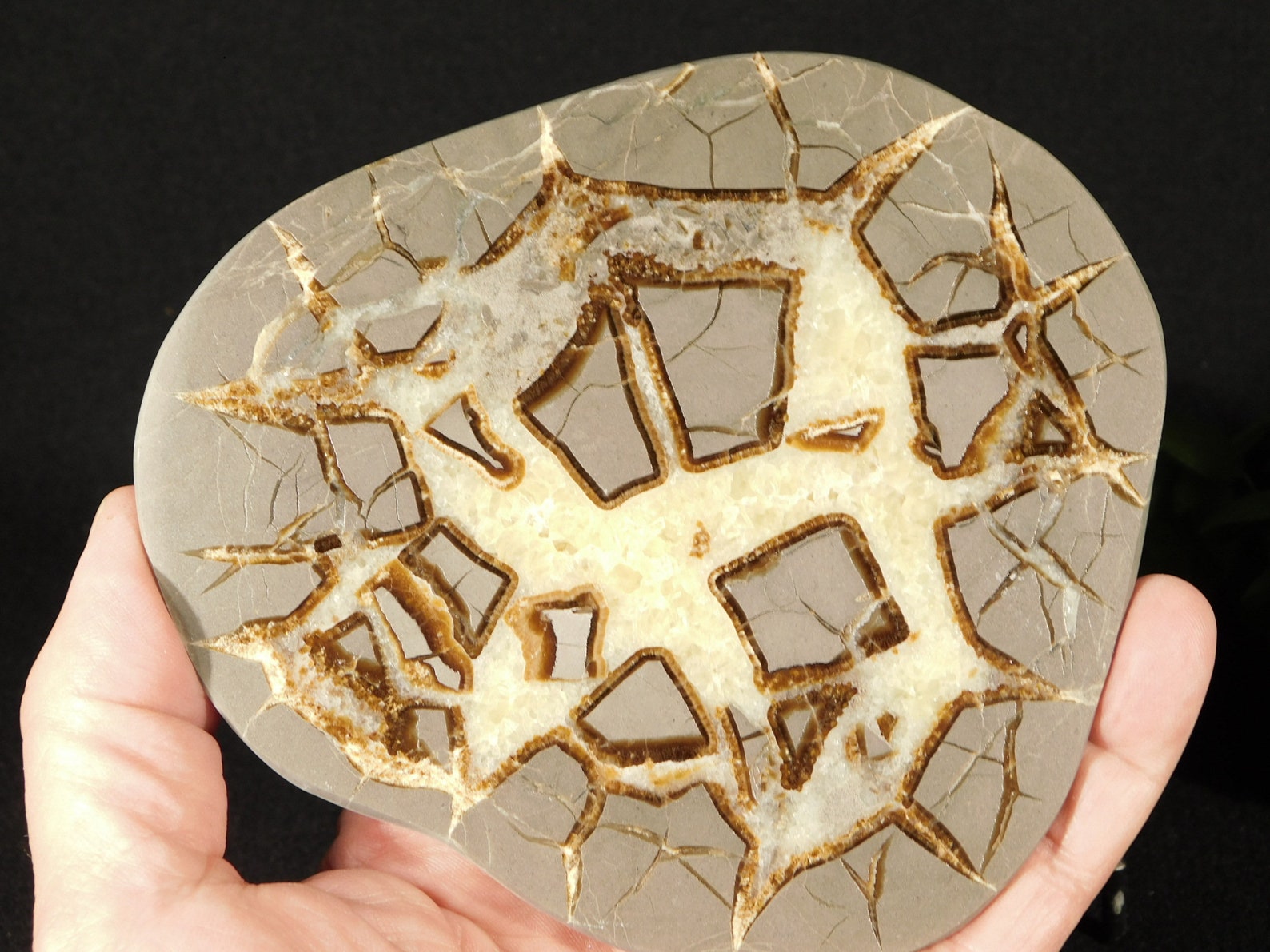 Polished SEPTARIAN Nodule Slab With a Neat Lightning Like Pattern Utah ...