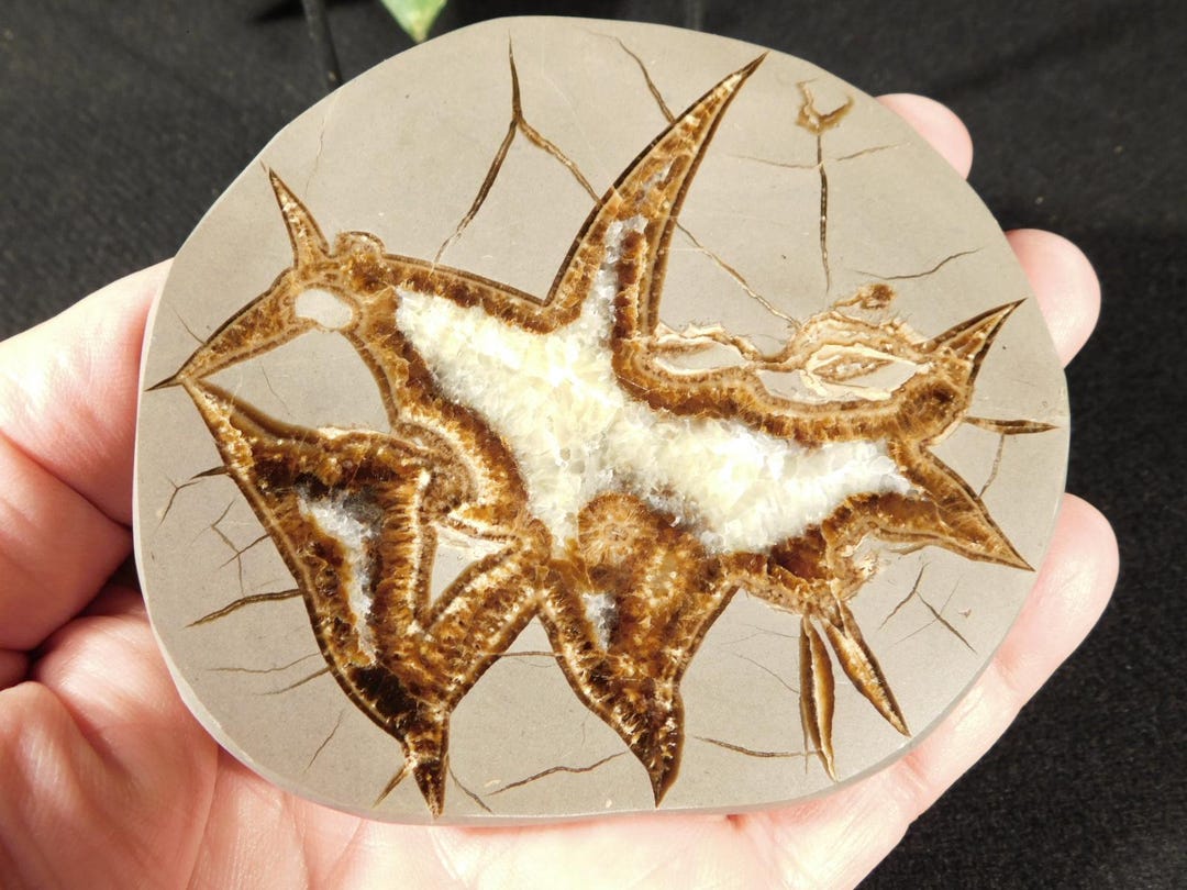 Polished SEPTARIAN Nodule Slab With a Lightning Like Pattern! From Utah ...