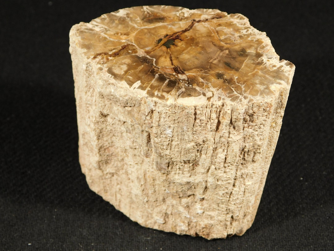 PERFECT BARK 225 Million Year Old Polished Petrified Wood - Etsy