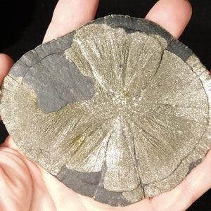 Big Pyrite SUN or Pyrite DISC Crystal 100% Natural From Illinois 161gr ...