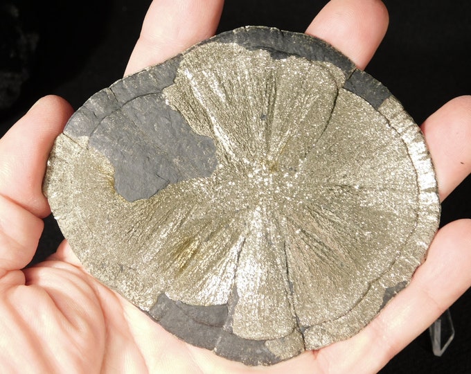 Big! Pyrite SUN or Pyrite DISC Crystal 100% Natural From Illinois 161gr ...