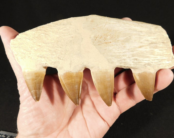 100 Million Year Old! Mosasaurus JAW Bone Fossil With FOUR Fossil TEETH ...
