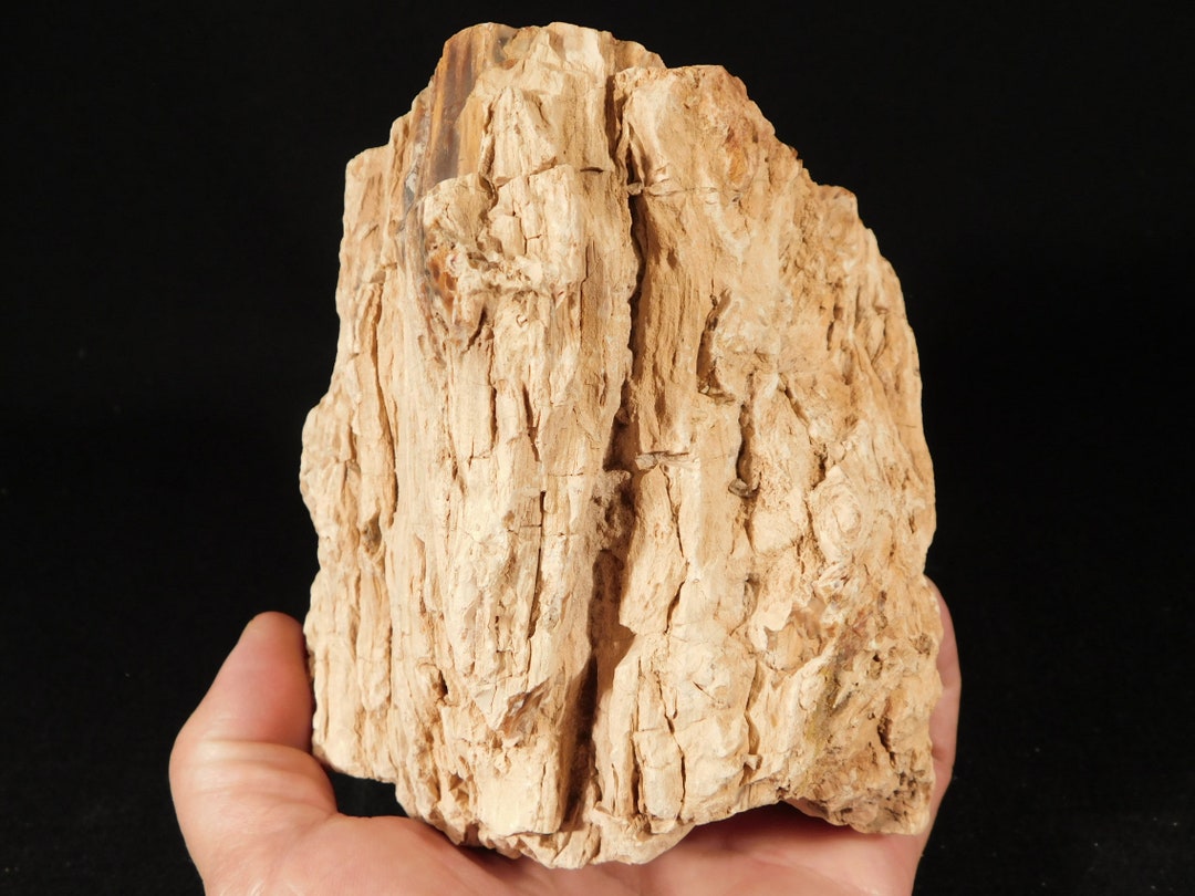 Nice BARK! Larger 210 Million Year Old Petrified Wood Fossil From ...