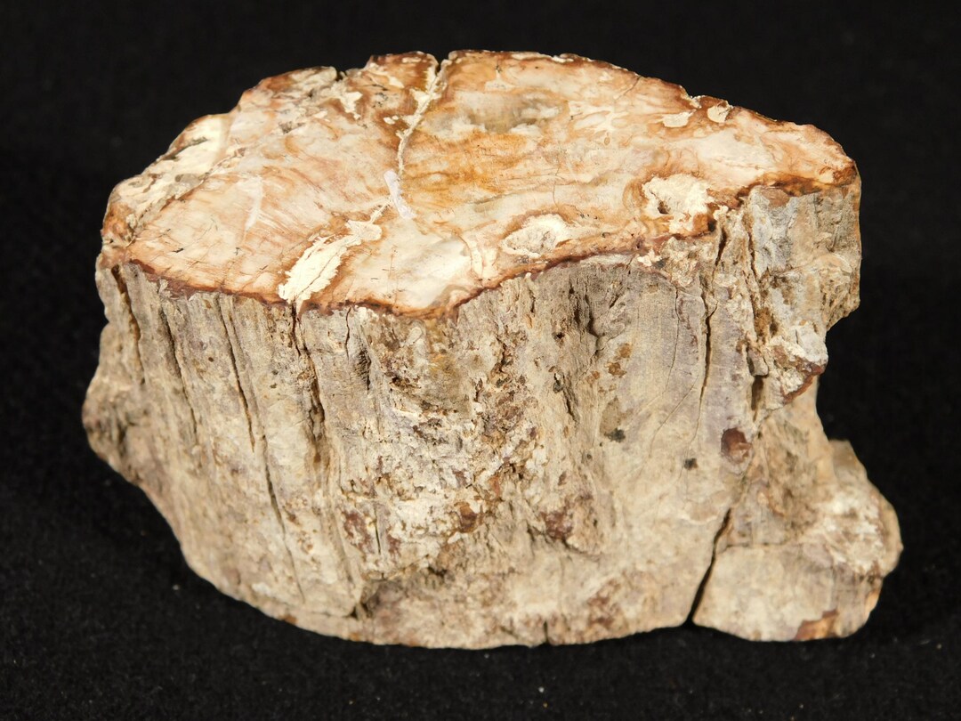 Perfect BARK 225 Million Year Old Polished Petrified Wood Fossil 234gr ...