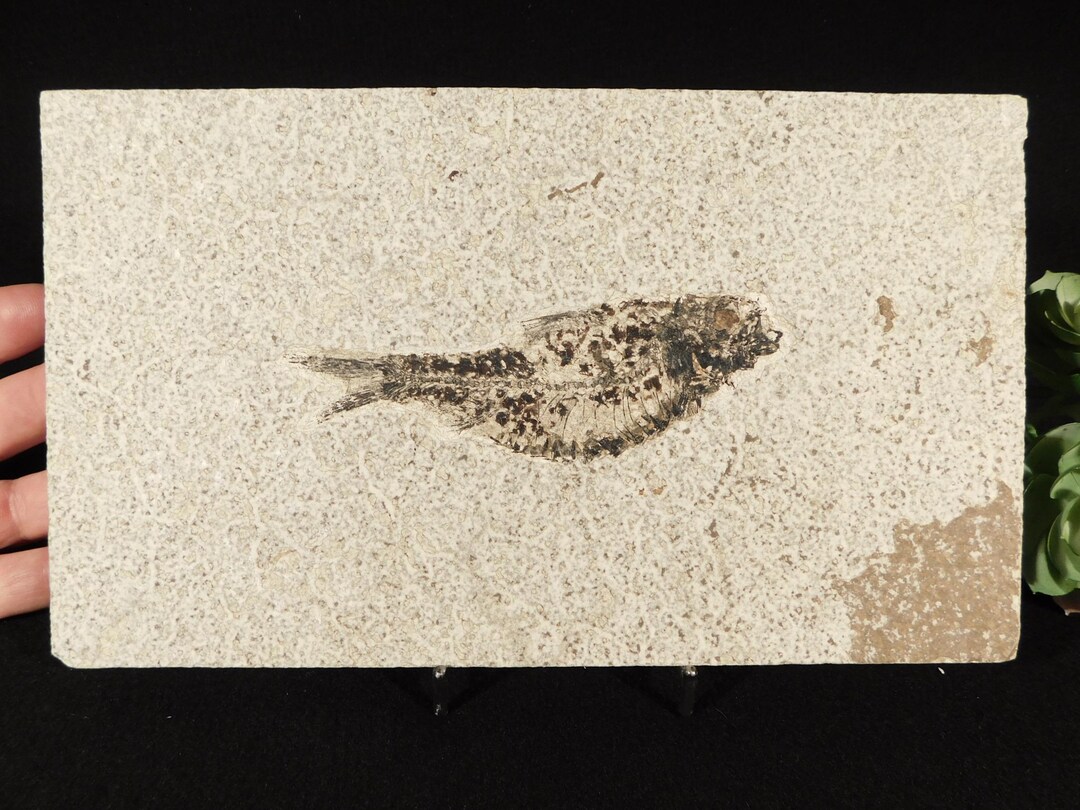 Uncommon 50 Million Year Old Knightia ALTA FISH Fossil With Stand ...