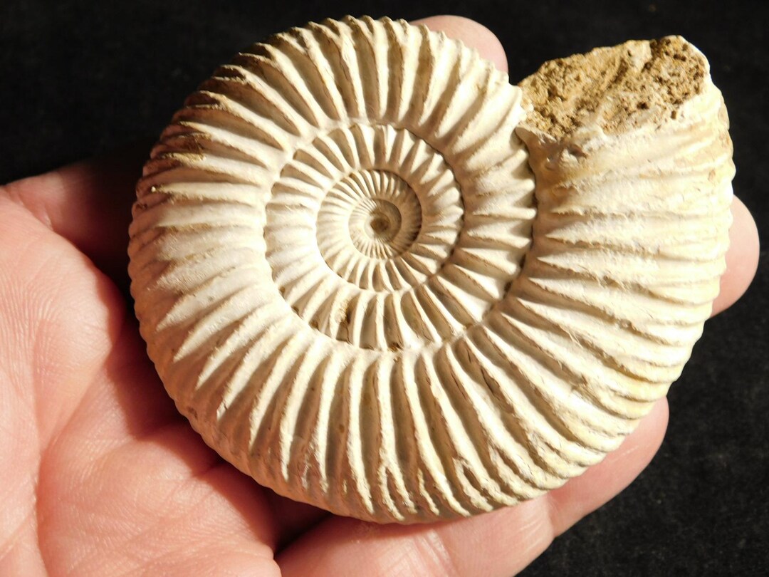 Larger! White Ribbed AMMONITE Fossil 100% Natural With STAND Madagascar ...