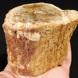 Perfect BARK 225 Million Year Old Polished Petrified Wood Fossil 433gr ...