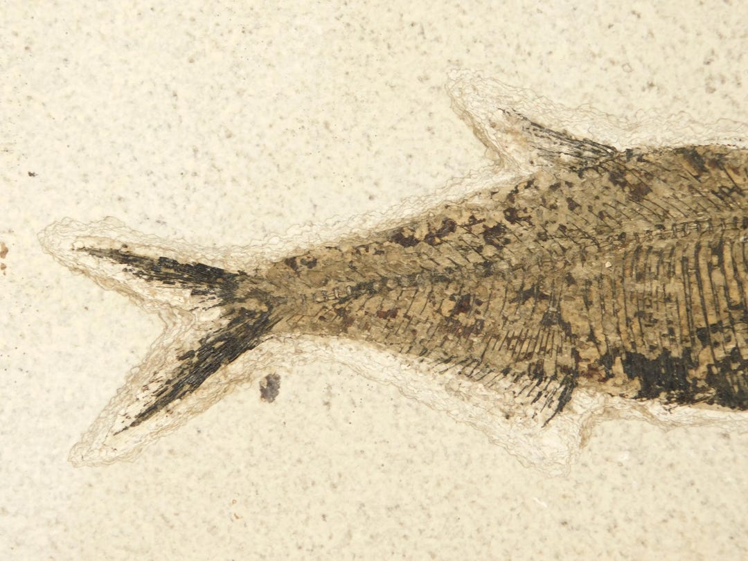 X-RAY BONES! Nice Fifty Million Year Old! Diplomystus FISH Fossil ...