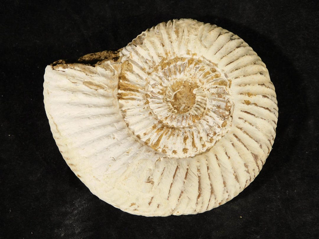 LARGER! White Ribbed AMMONITE Fossil 100% Natural With Stand Madagascar ...