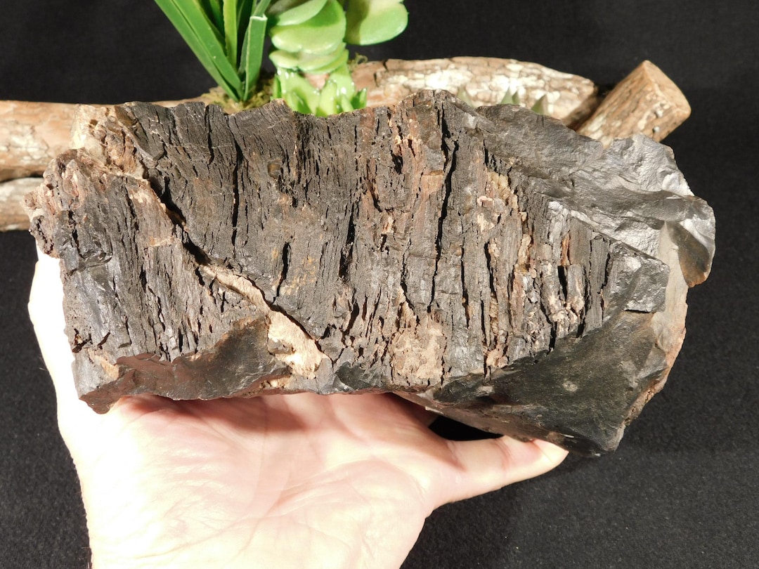 Perfect BARK! Big Petrified Wood Fossil 100% Natural Colorado Plateau ...