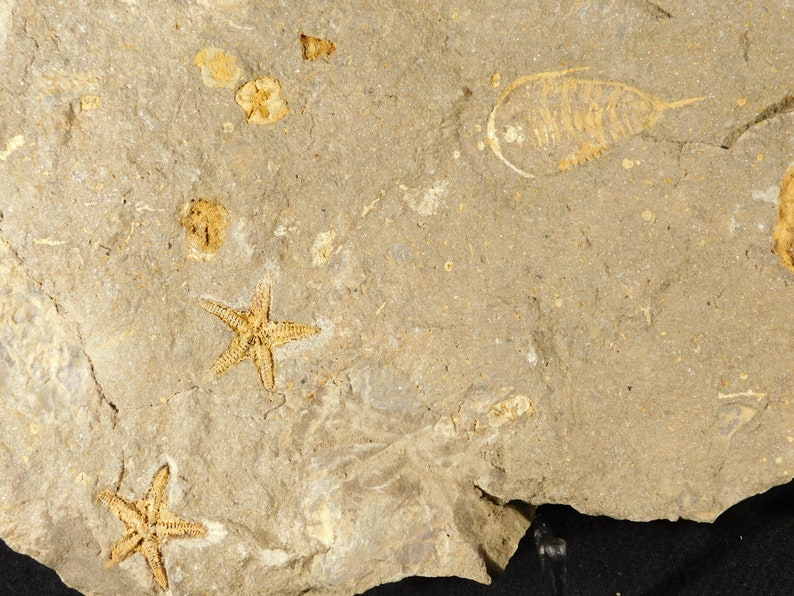 Two BIG! Eudolatites Sp. Trilobite Fossils in HUGE Split Matrix With ...