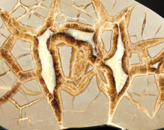 Larger! Polished SEPTARIAN Nodule Slab With a Lightning Like Pattern ...