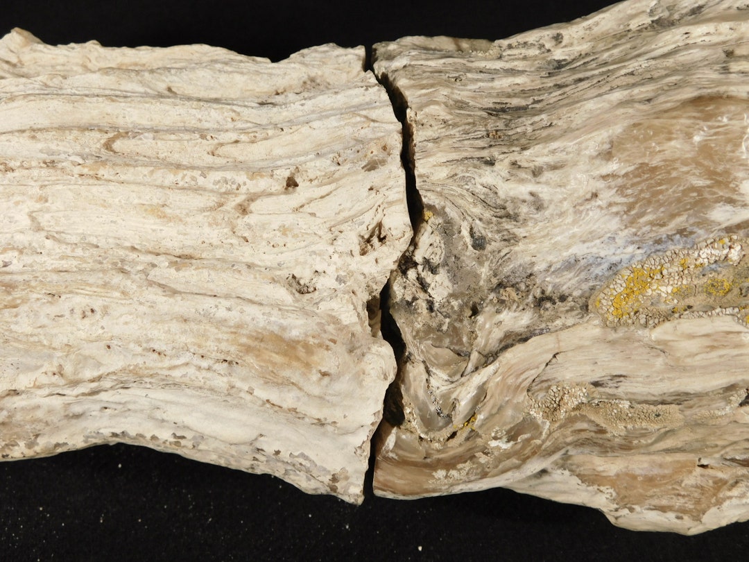 Perfect BARK HUGE Highly Agatized Petrified WOOD Fossil Wyoming 8728gr ...