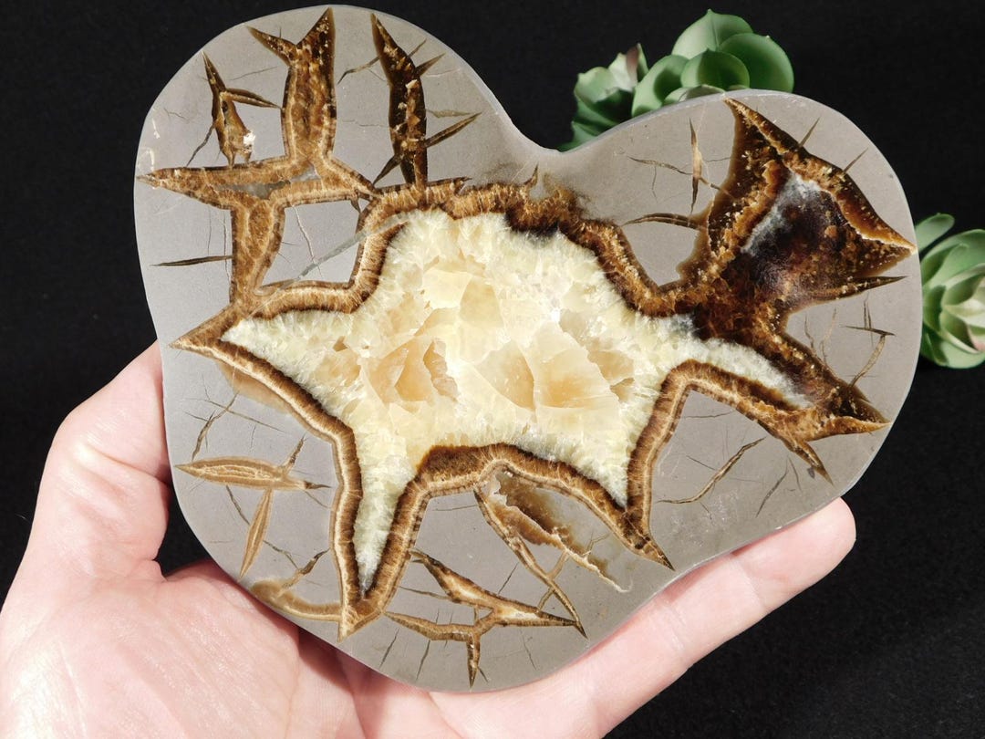Big! Polished SEPTARIAN Nodule Slab With a Lightning Like Pattern! Utah ...