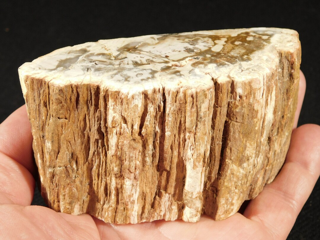 Perfect BARK 225 Million Year Old Polished Petrified Wood Fossil ...