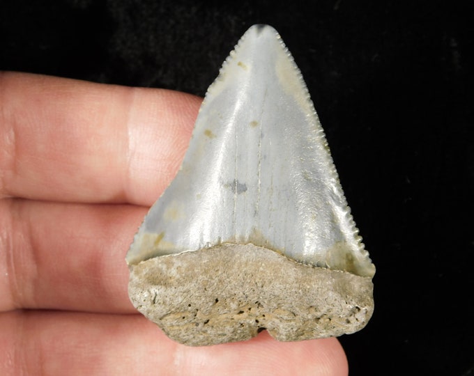 Larger! ANCESTRAL Great White SHARK Tooth Fossil SERRATED 100% Natural ...