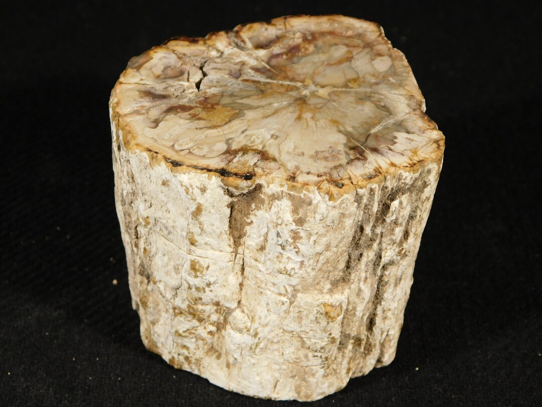 Perfect BARK 225 Million Year Old Polished Petrified Wood Fossil 309gr ...