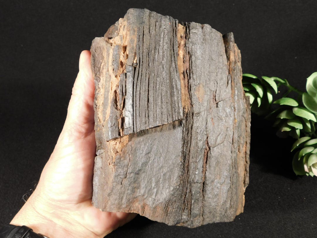 Big 219 Million Year Old Petrified Wood Fossil From Jurassic Utah ...