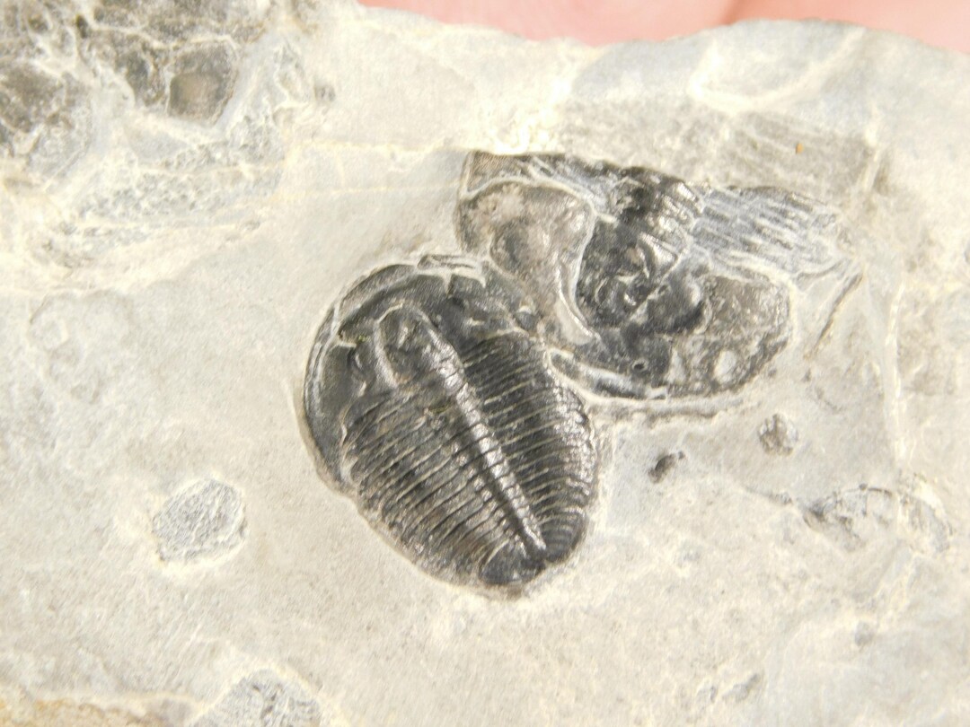 Three 509 Million YEAR Old Elrathia Trilobite Fossils Cambrian Utah 55.2gr B - Etsy