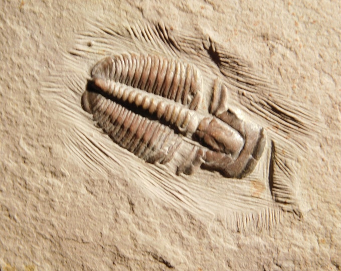 TWO! Very Rare! 100% Natural Modocia Brevispina Trilobite Fossils Utah ...