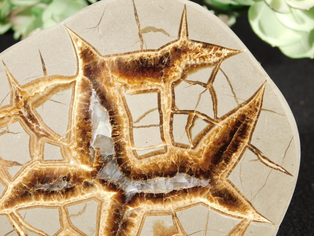 Polished SEPTARIAN Nodule Slab With a Lightning Like Pattern! Utah ...