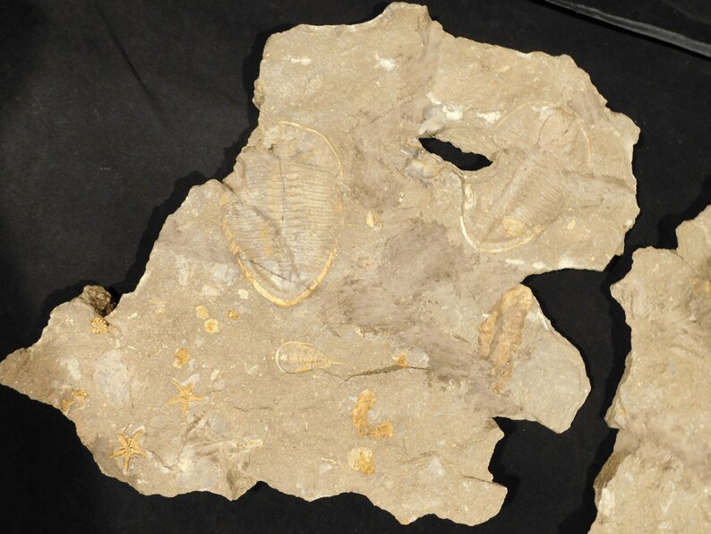 Two BIG! Eudolatites Sp. Trilobite Fossils in HUGE Split Matrix With ...