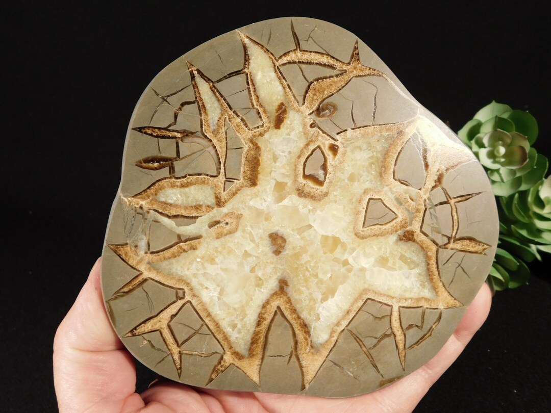 Big! Polished SEPTARIAN Nodule Slab With a Lightning Like Pattern! Utah ...
