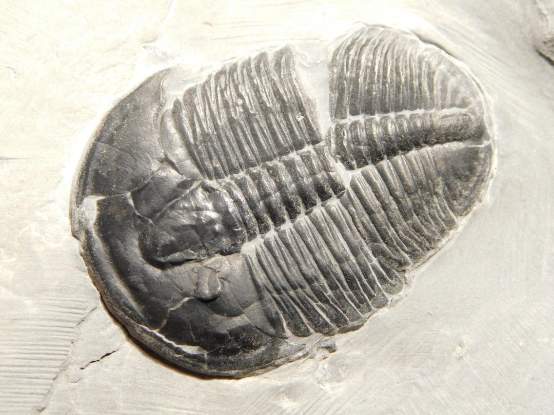 Big! TRILOBITE Fossil With an Anomalocaris BITE MARK! From Cambrian ...