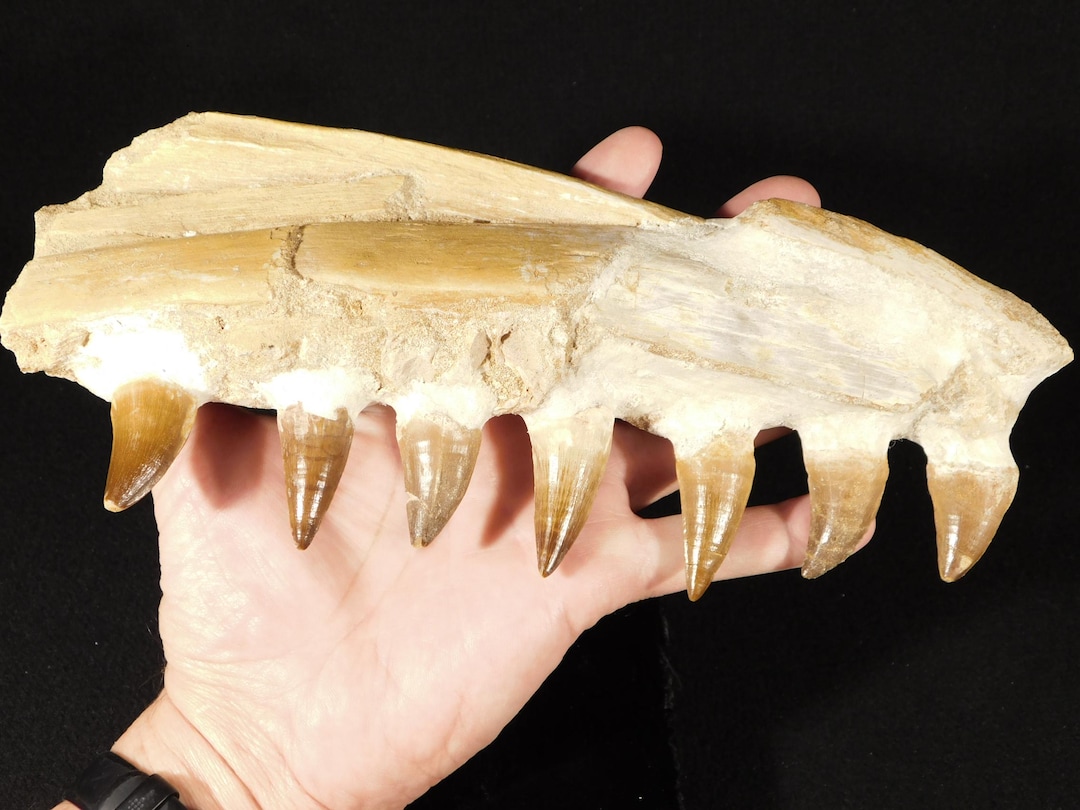 HUGE Mosasaurus JAW Bone Fossil With SEVEN Tooth Fossils Morocco 725gr ...