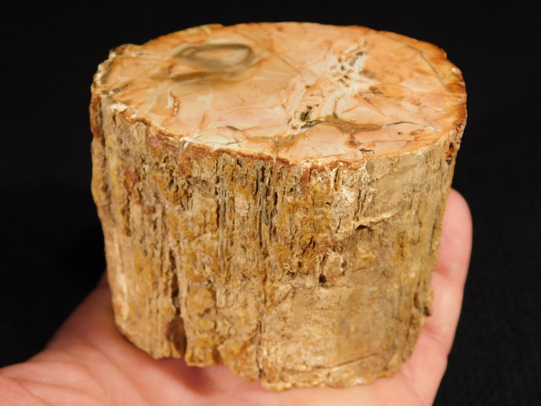 PERFECT BARK 225 Million Year Old Polished Petrified Wood - Etsy